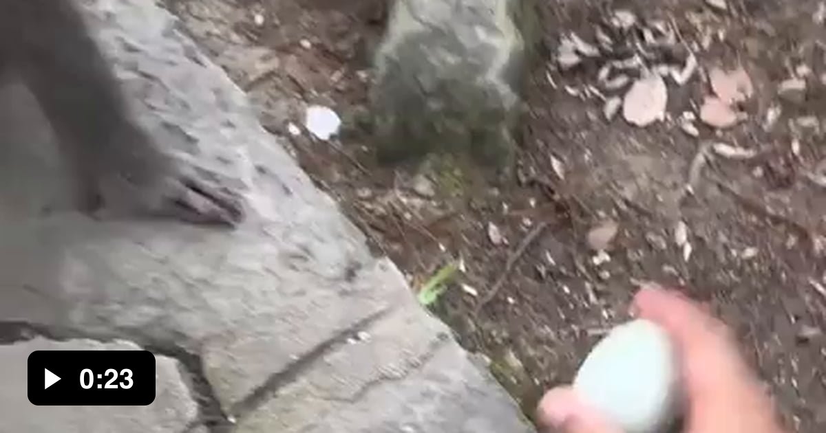 This monkey was not expecting the inside of that egg - 9GAG
