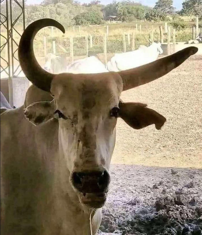 My horns have different ideas today. - 9GAG