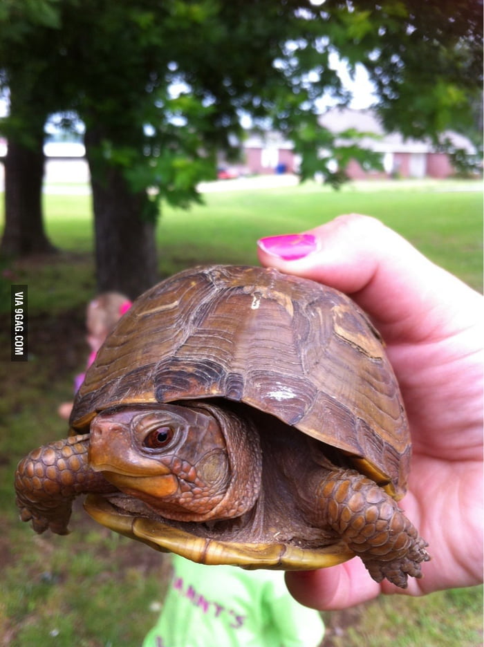 This is a Ridiculously Photogenic Turtle - 9GAG