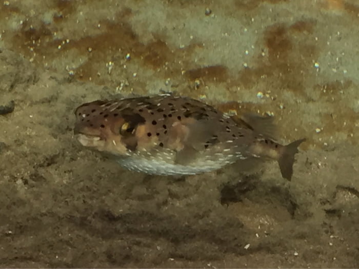 Fish with eyebrows.. - 9GAG