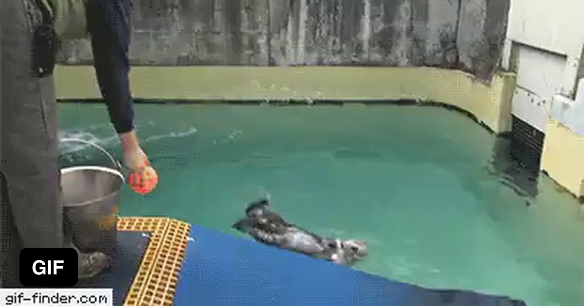 Sea doggo plays basketball - 9GAG
