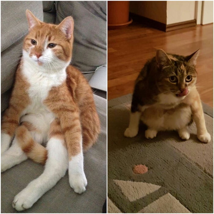 Normal cat on the left vs my cat on the right. She's special. - 9GAG