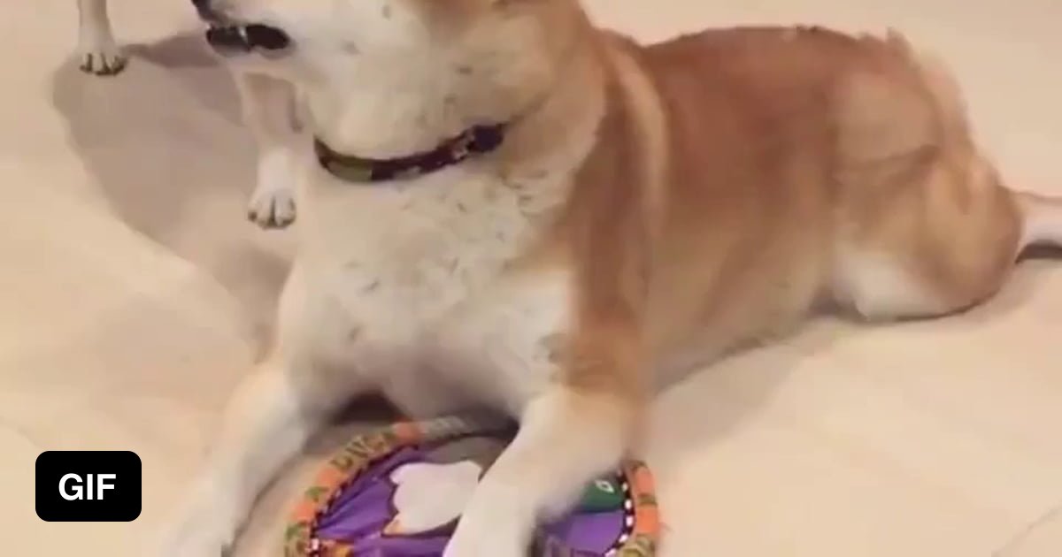 This doggo is probably dead - 9GAG