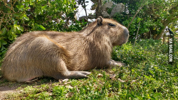 Just a friendly capybara to cheer up your day. - 9GAG