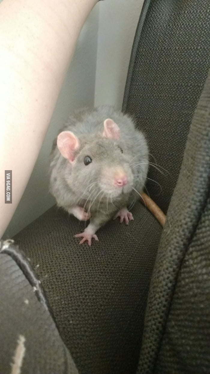 Who says rats aren't cute?! - 9GAG