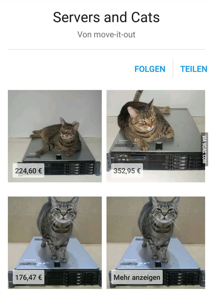 Servers and Cats on eBay now... - 9GAG