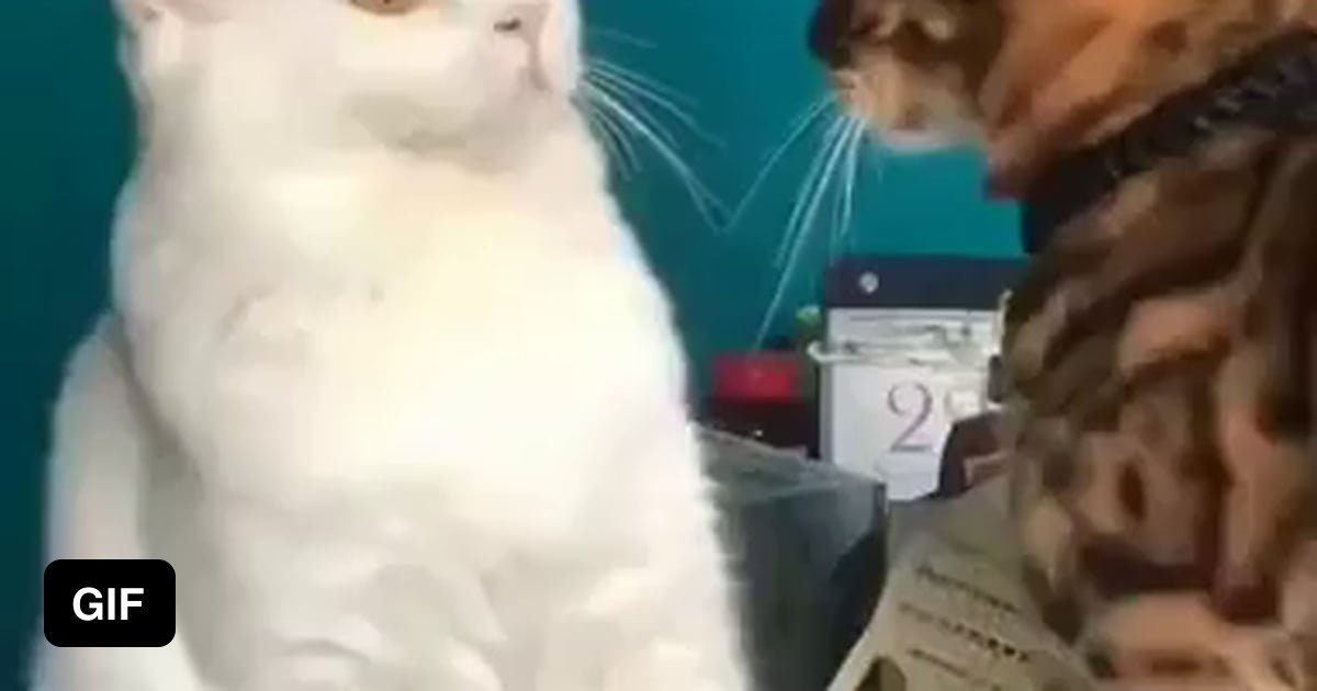 The exact moment that Fluffy knew she’d done goofed. - 9GAG