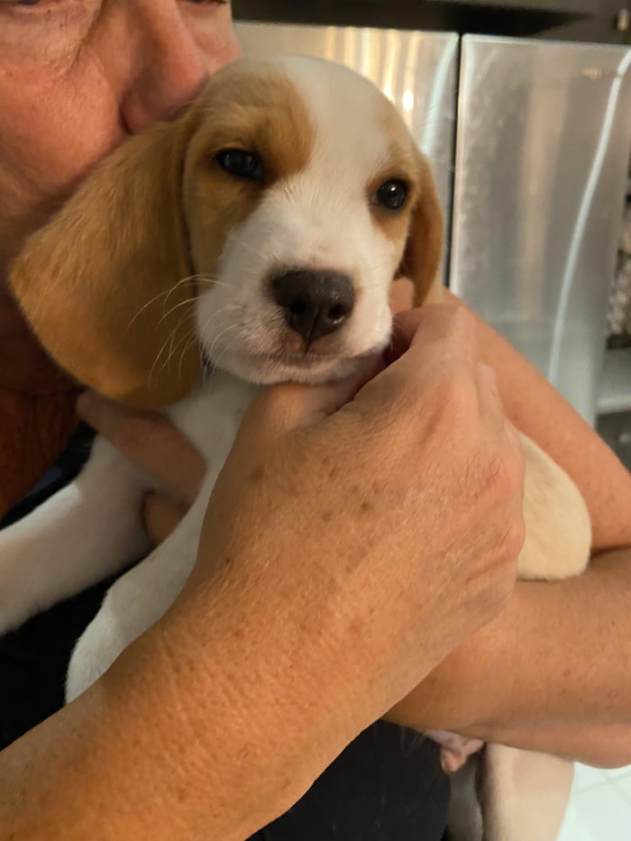 This is Max. He’s such a good boy - 9GAG