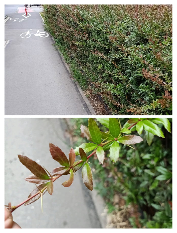 The best plant to grow just next to the narrow bike path - 9GAG