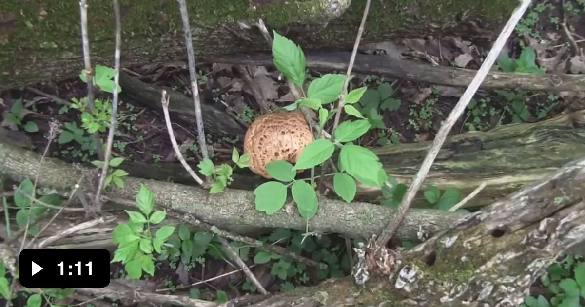 Mushroom hunter terrified over terrifying scream in forest. - 9GAG