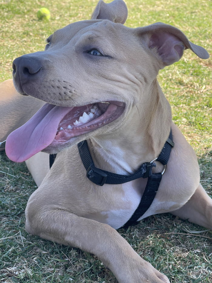 For all you pittie smile lovers - 9GAG