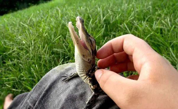 Cute tiny alligator - 9GAG