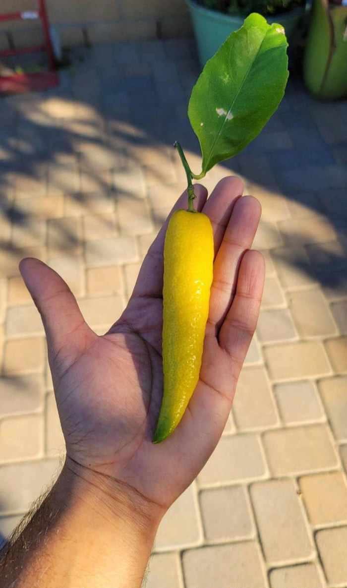Lemon shaped like a chili Pepper. - 9GAG