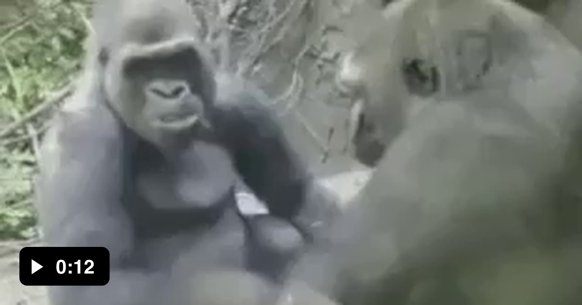 Gorillas joking around - 9GAG