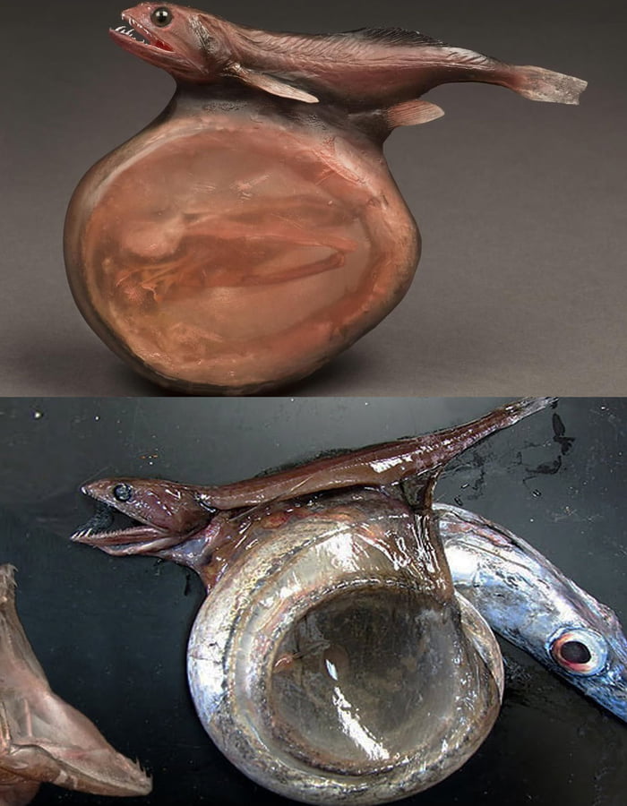 The Chiasmodon can swallow a prey up to 10 times its actual size, its ...