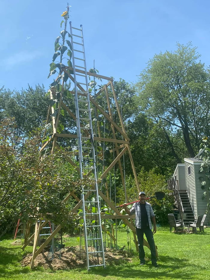 New unofficial USA sunflower record 25.2 feet tall. Grower Alex Babich ...