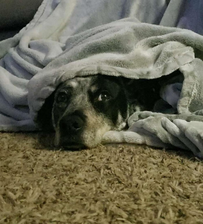 The snuggle monster waiting for an opportunity to attack - 9GAG