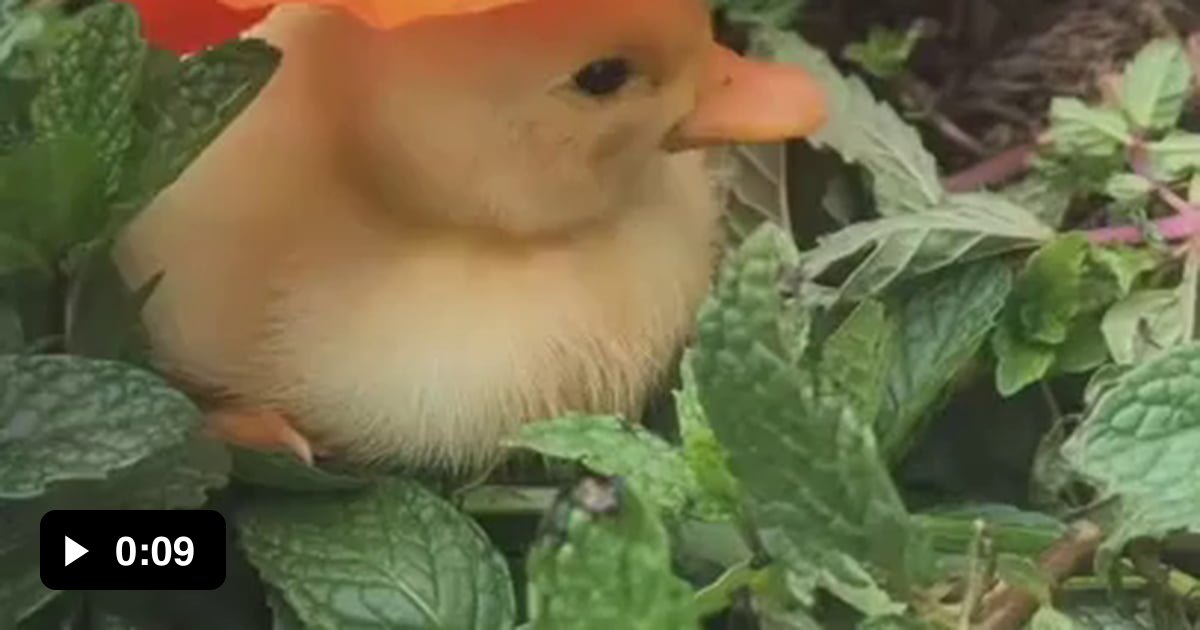Ducks with flower hats - 9GAG