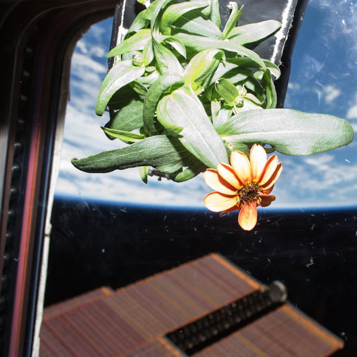 An orange Zinnia, the first flower to grow in space - 9GAG