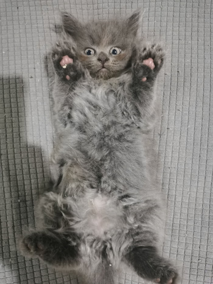 Surprised kitten is surprised - 9GAG