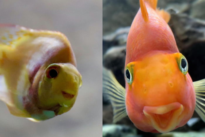 Rescued as a sickly fish in May 2020 >>> present. Still a huge derp ...