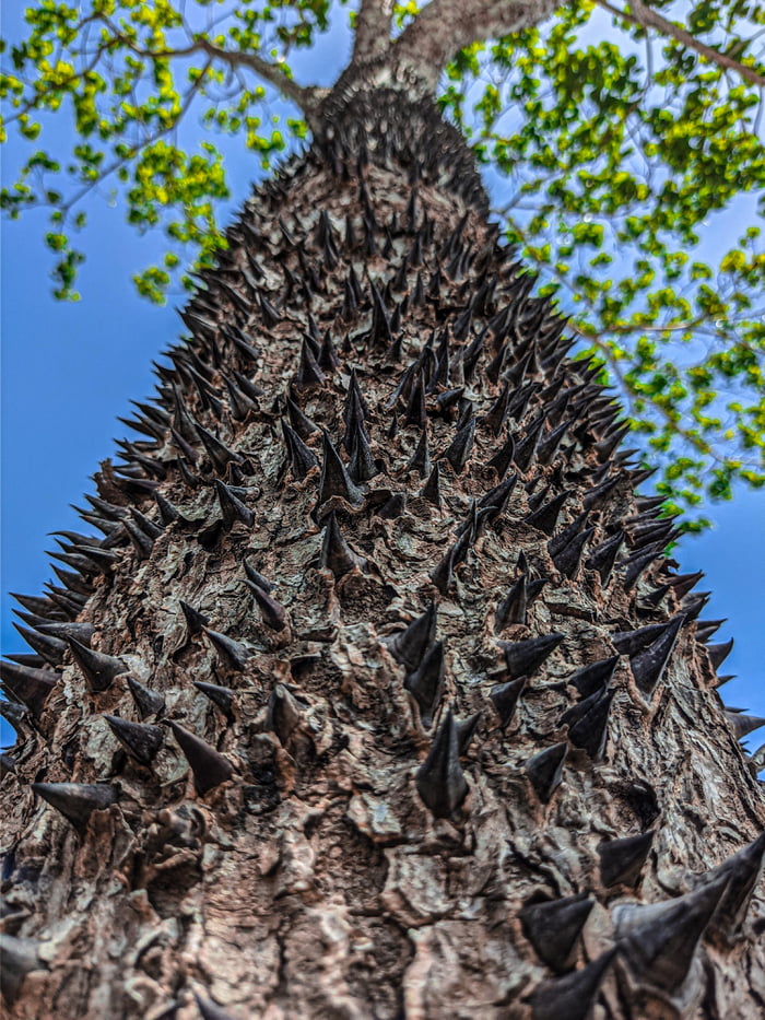 A Sandbox Tree, a very angry tree... - 9GAG