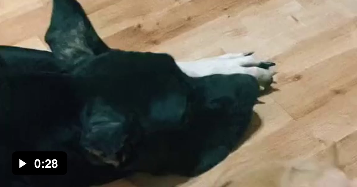 When you introduce your 240p dog to your 8k 3D HDR dog - 9GAG