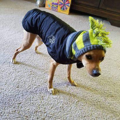 Gentry(mountain feist) waiting for me to finish taking a photo so he ...