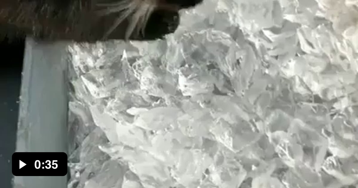 Someone loves crunching ice - 9GAG