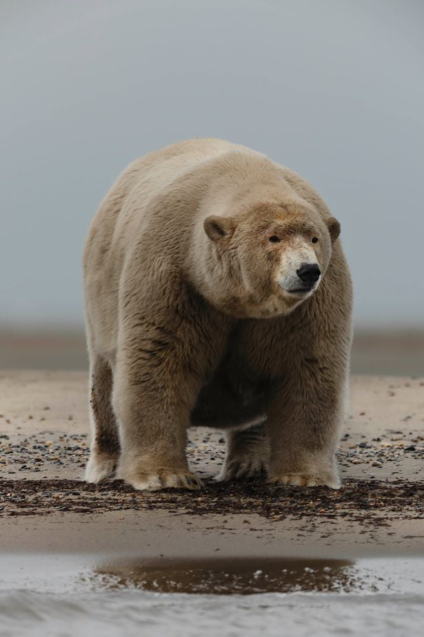 This absolutely massive Polar in Alaska, named Fat Albert. - 9GAG