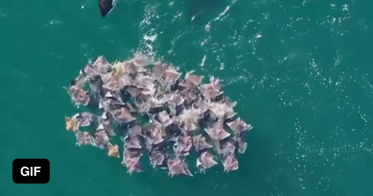 Orcas hunting Manta Rays - 9GAG