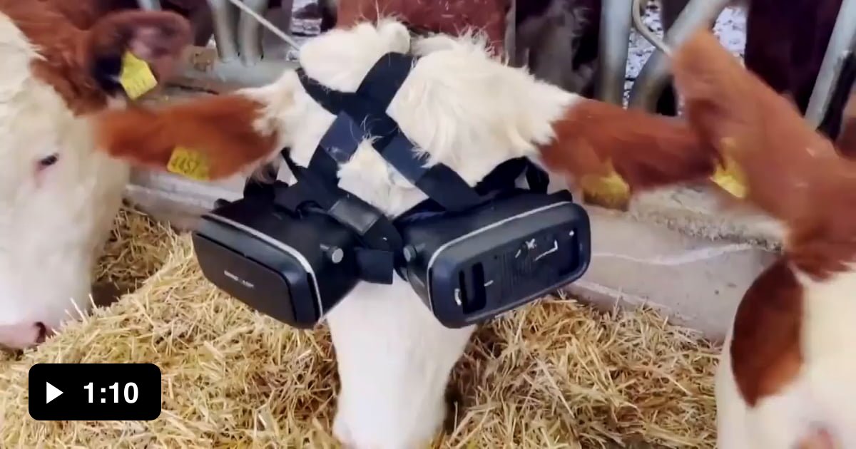 Cows in Russia have been fitted with specially made VR glasses .They were made for these dairy ...