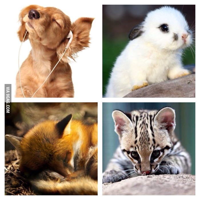 Cute and fuzzy animals I - 9GAG