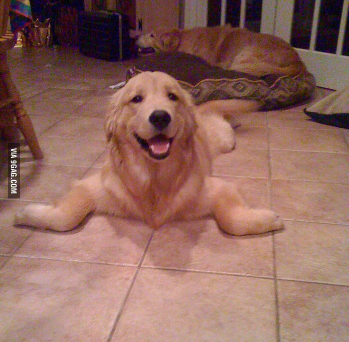 This dog wishes he was a seal - 9GAG