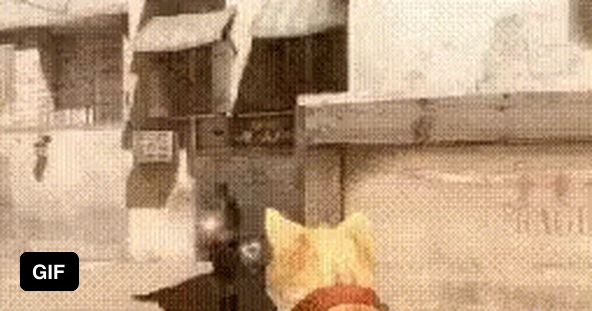 Reloading my cat - 9GAG