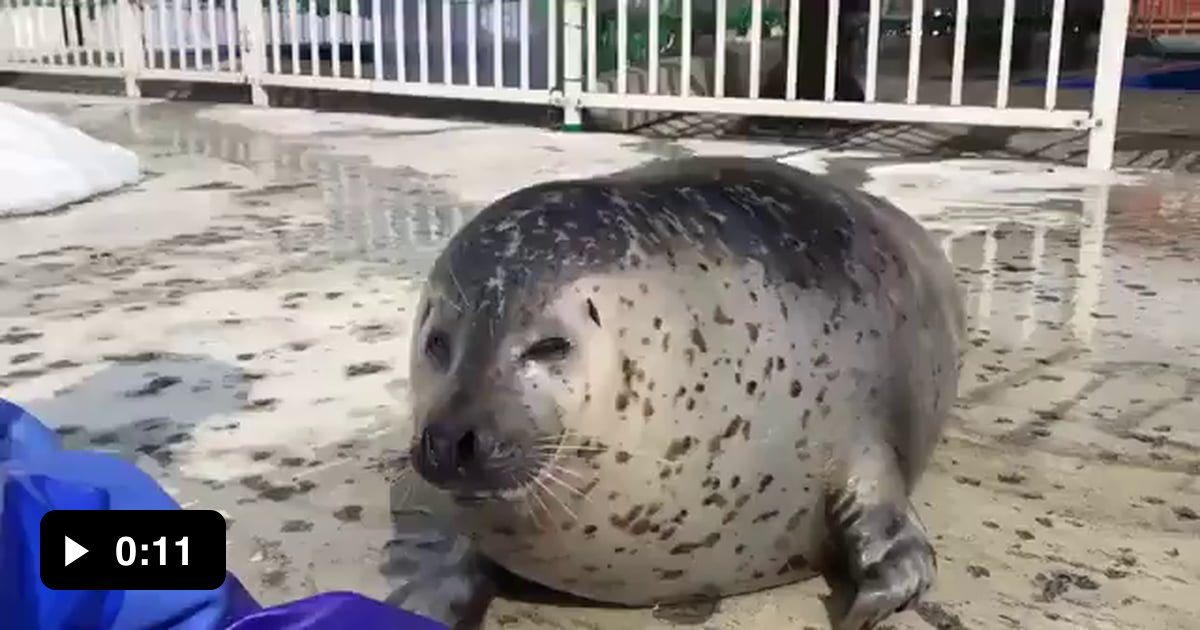 Fat seal gets a boop - 9GAG