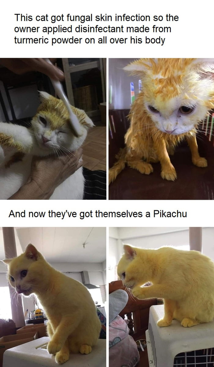 Cool looking cat - 9GAG