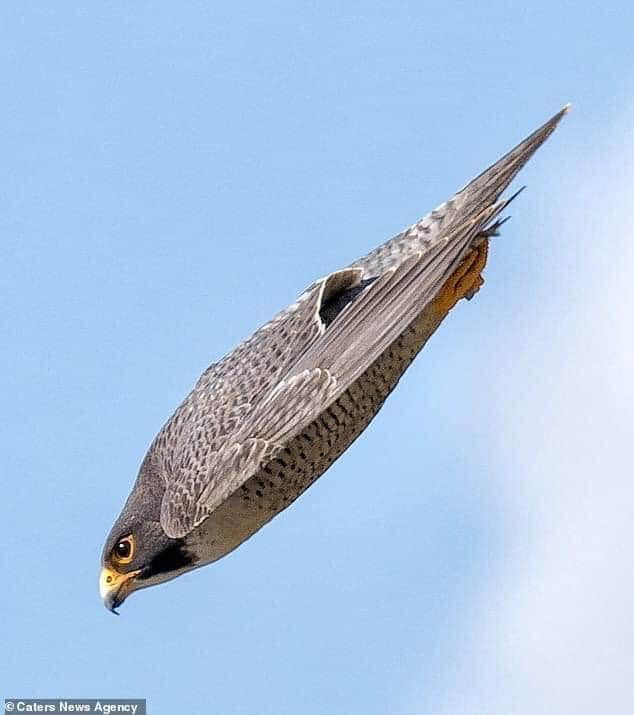 A peregrine falcon. The fastest animal on earth, diving at speeds over ...
