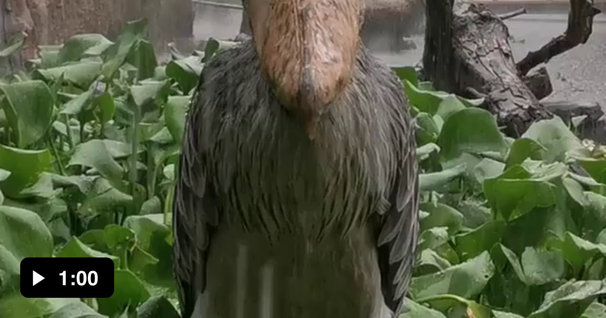 This Shoebill stork in the rain - 9GAG