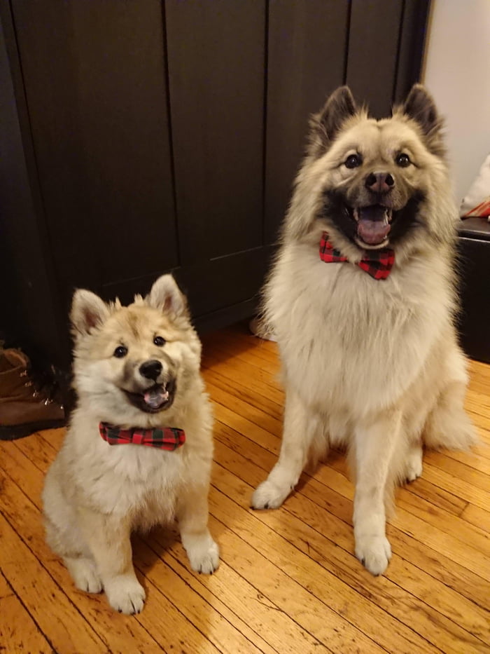 Had to take new holiday photos this year with Big Floof and his new ...
