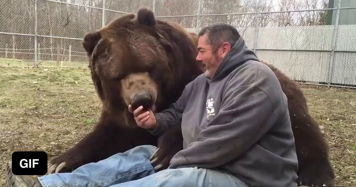 Bear Bonding with His Favorite Human - 9GAG