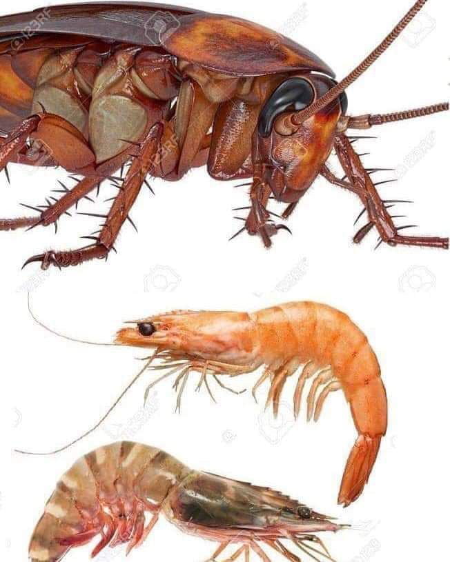Did you know that SHRIMPS are the sea cockroaches of the ocean? Shrimps ...