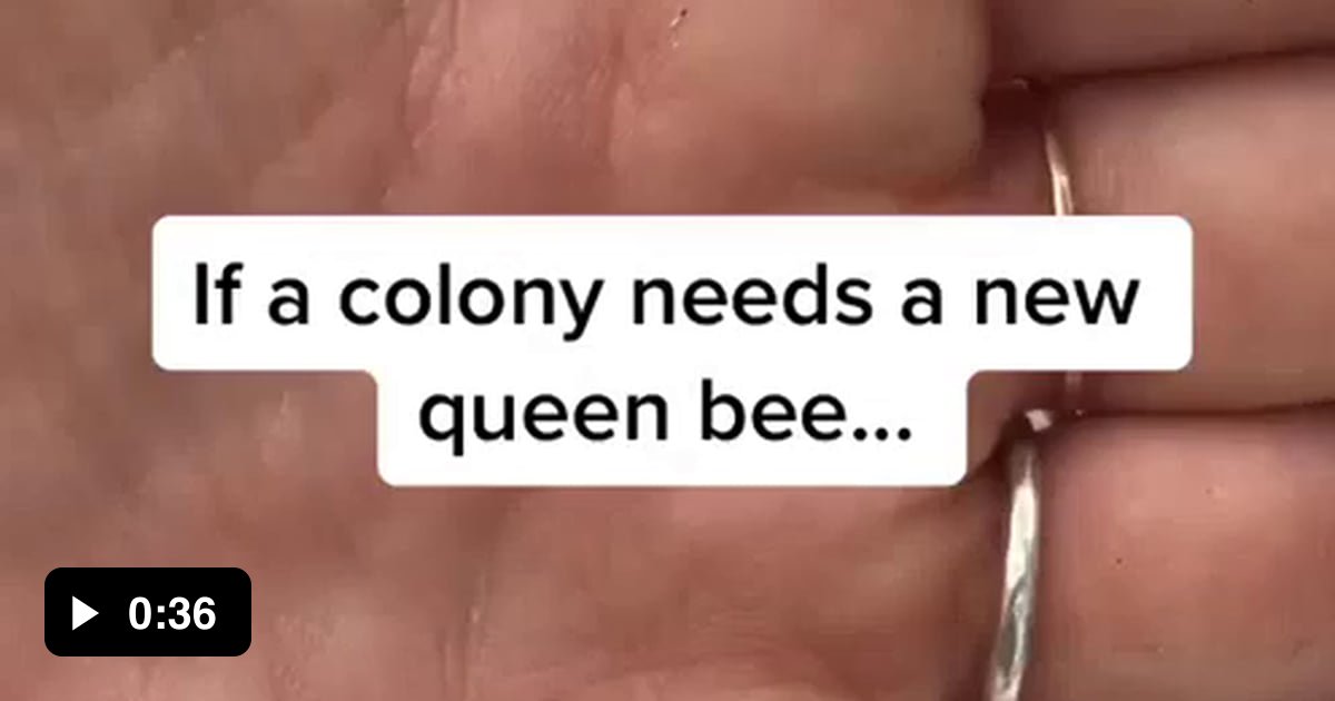 Introducing a new Queen to the bee colony. - 9GAG