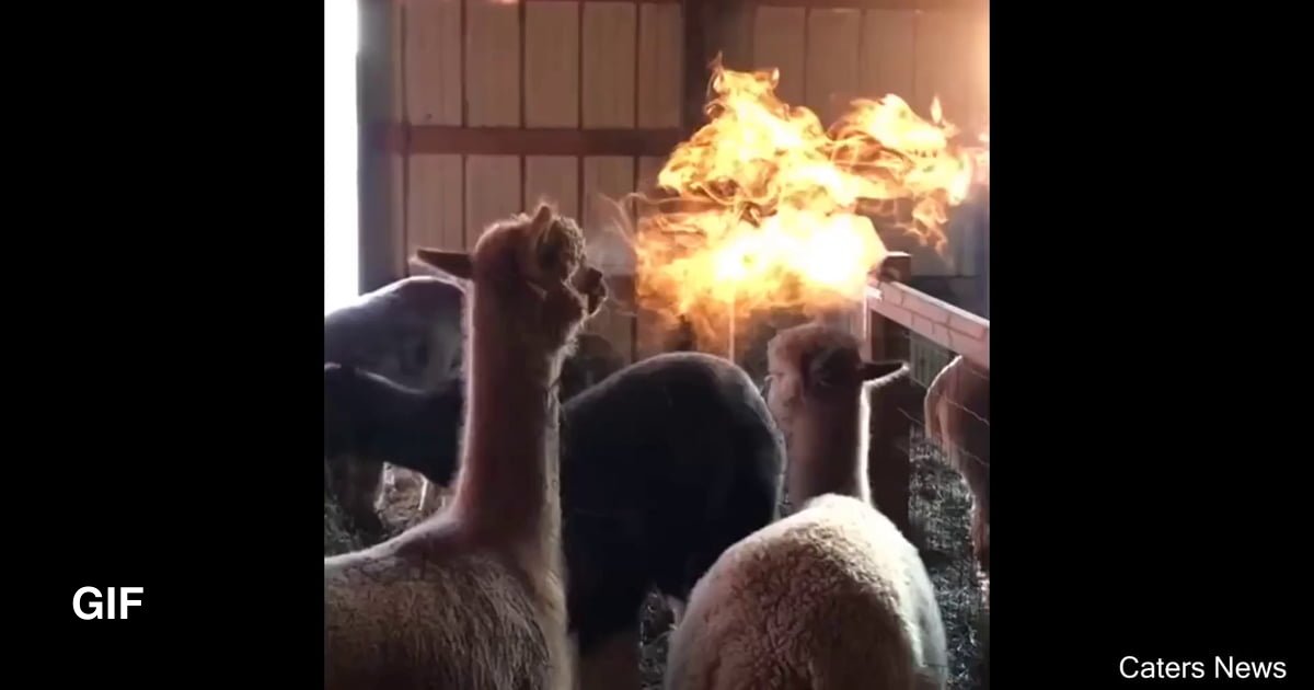 The sunlight and a cold morning makes breath from this Alpaca look like ...