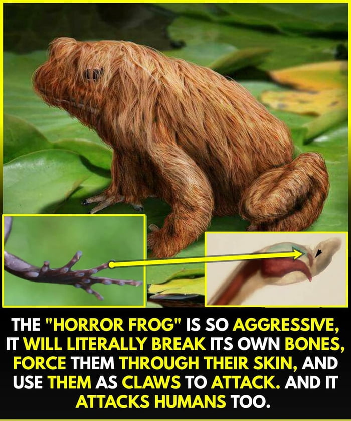 Horror Frog - 9GAG