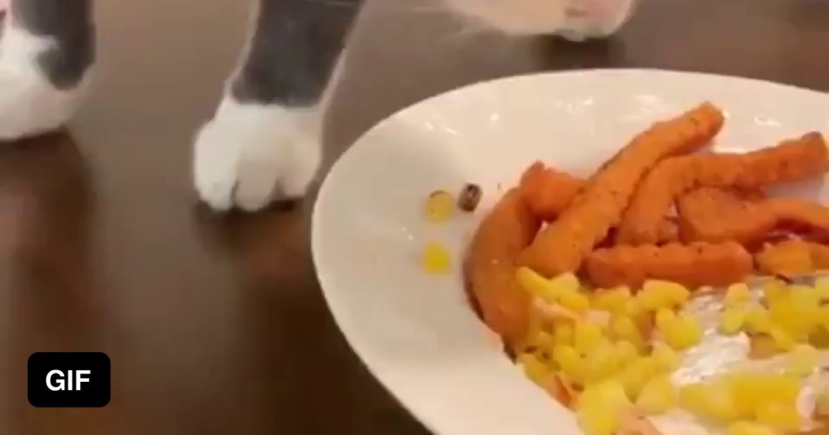 Gordon Ramsay approves of this kitty - 9GAG