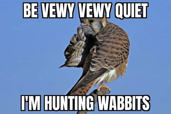 Don't scare the wascally wabbit - 9GAG