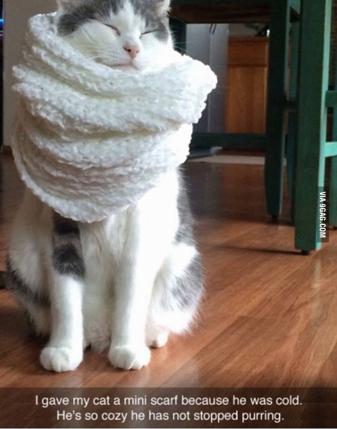 Purrrrrr - 9GAG