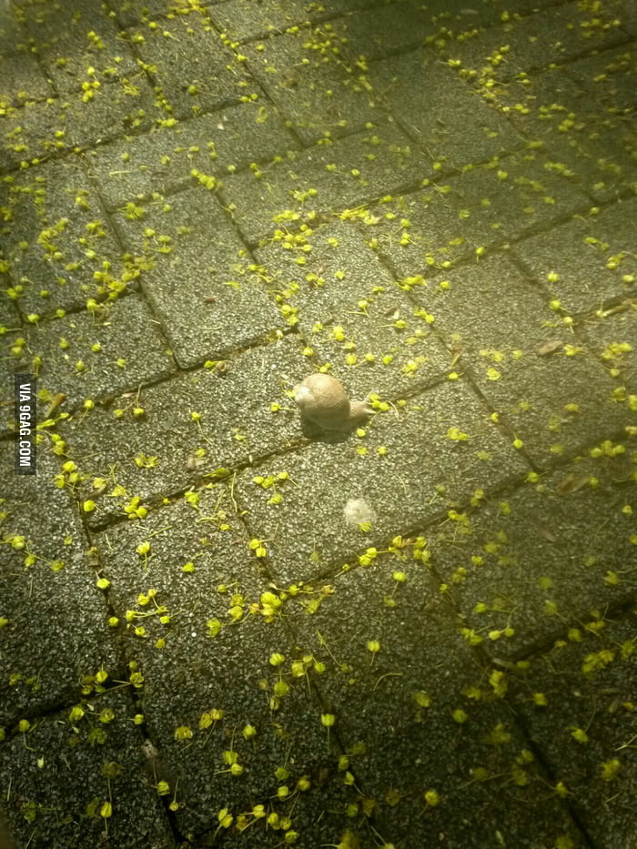 This snail has an epic sidequest for me - 9GAG