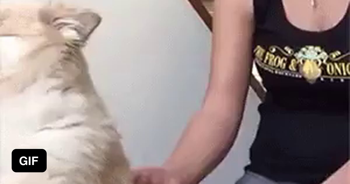 Doggie trust fall - 9GAG